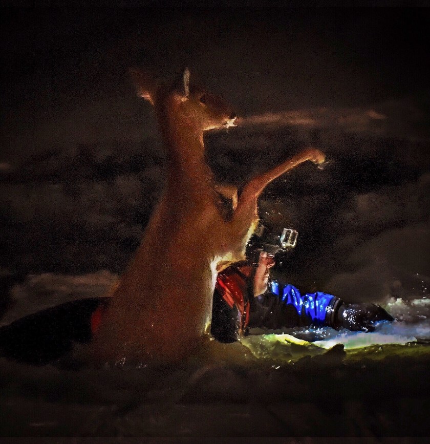 Hauser Fire Rescues Doe From Lake – Hauser Fire